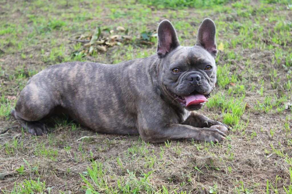Guide to 11 French Bulldog Cross Breeds - Newsletter for French Bulldog ...